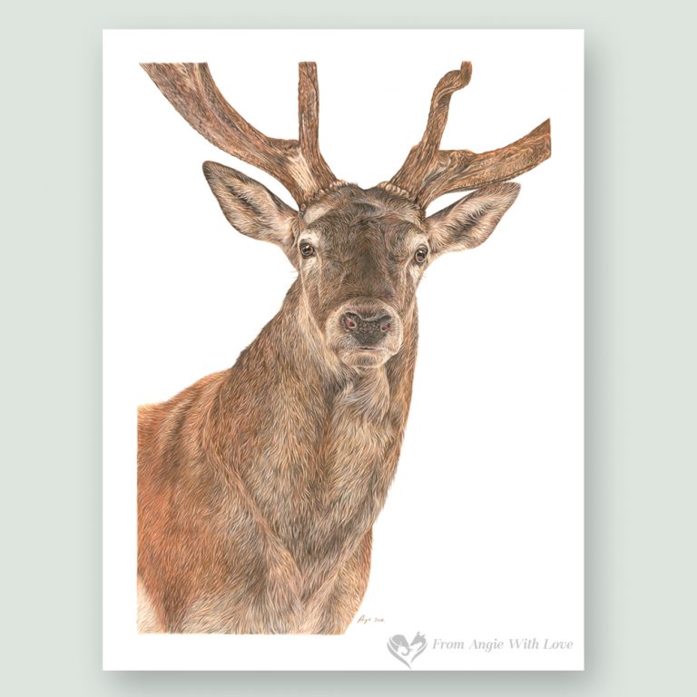 Monarch - Red Deer Stag wildlife art print by pencil artist Angie