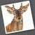 'Monarch' Red Deer Stag Coaster by Wildlife Artist Angie